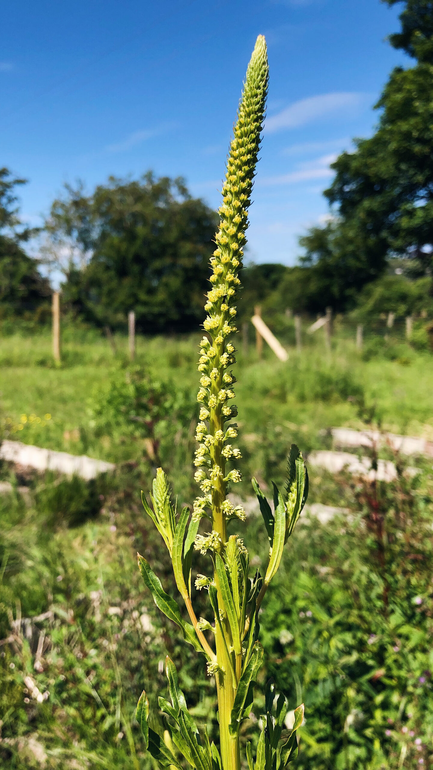 Your Guide to Dyeing with Weld plants - T A L Ú