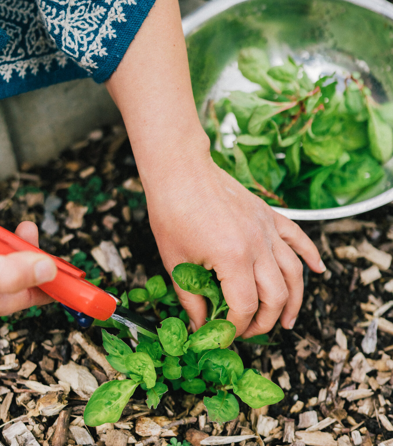 How to use Indigo for Natural Textile Dyeing - T A L Ú