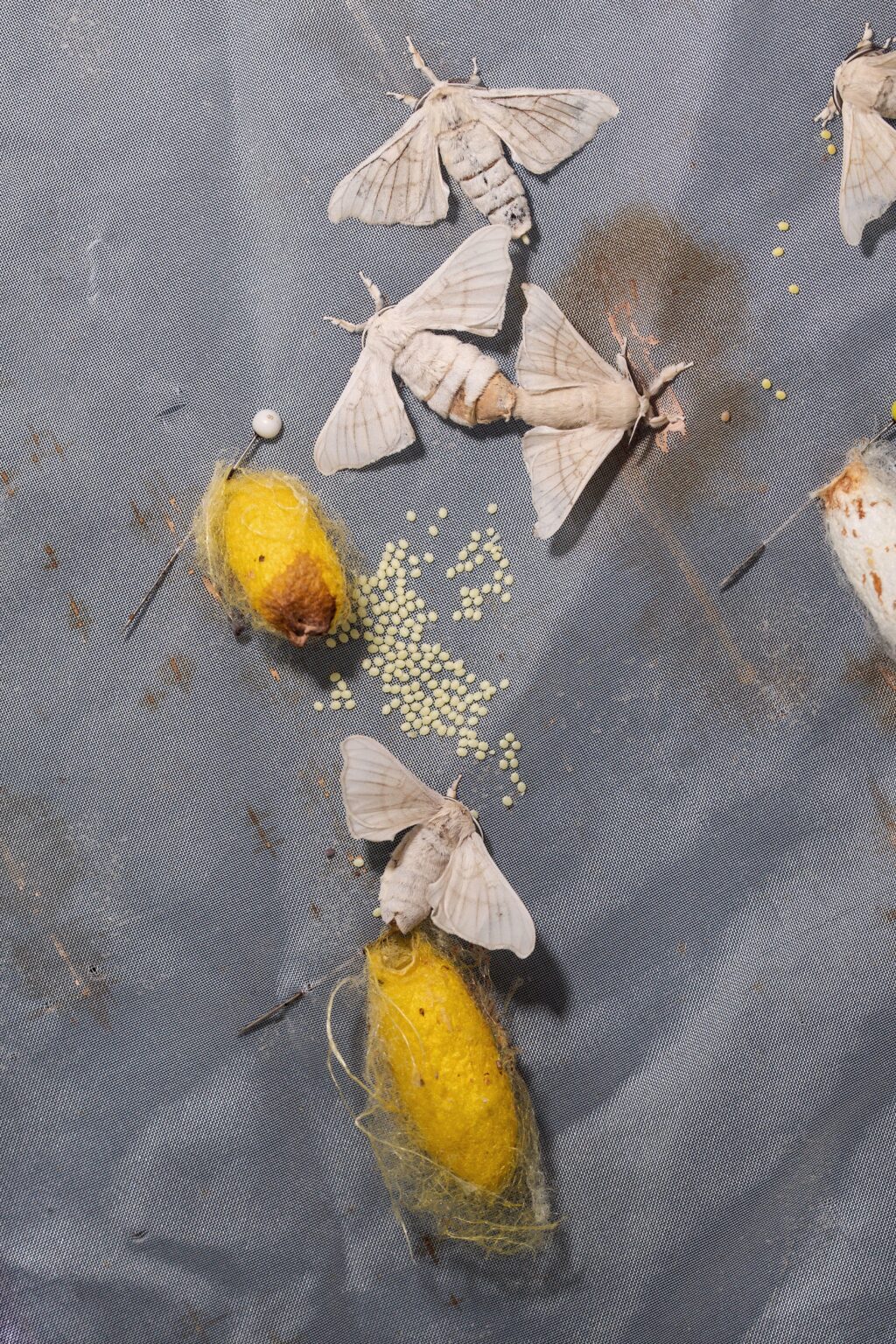 How to Dye Silk Fabric With Plants - T A L Ú