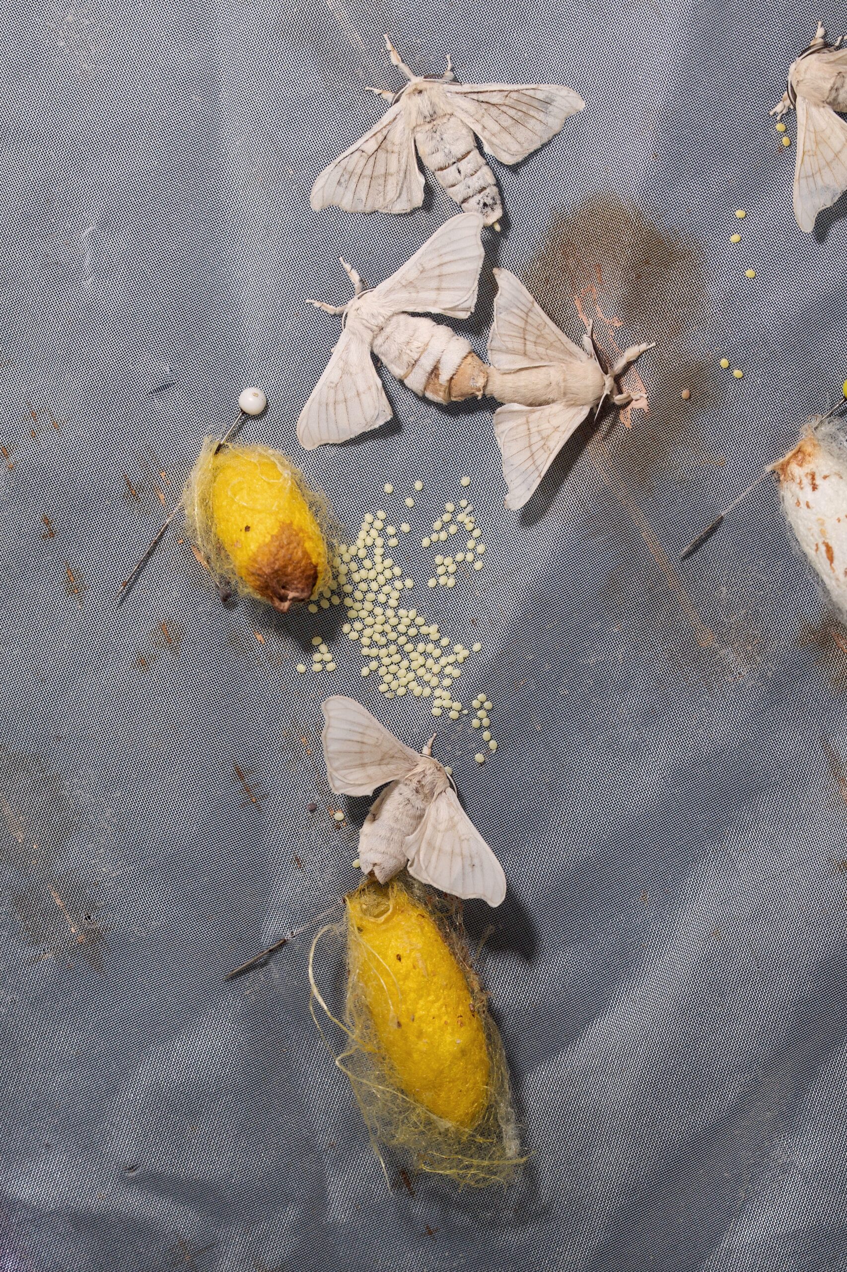 Cómo teñir seda con plantas - talu.earth