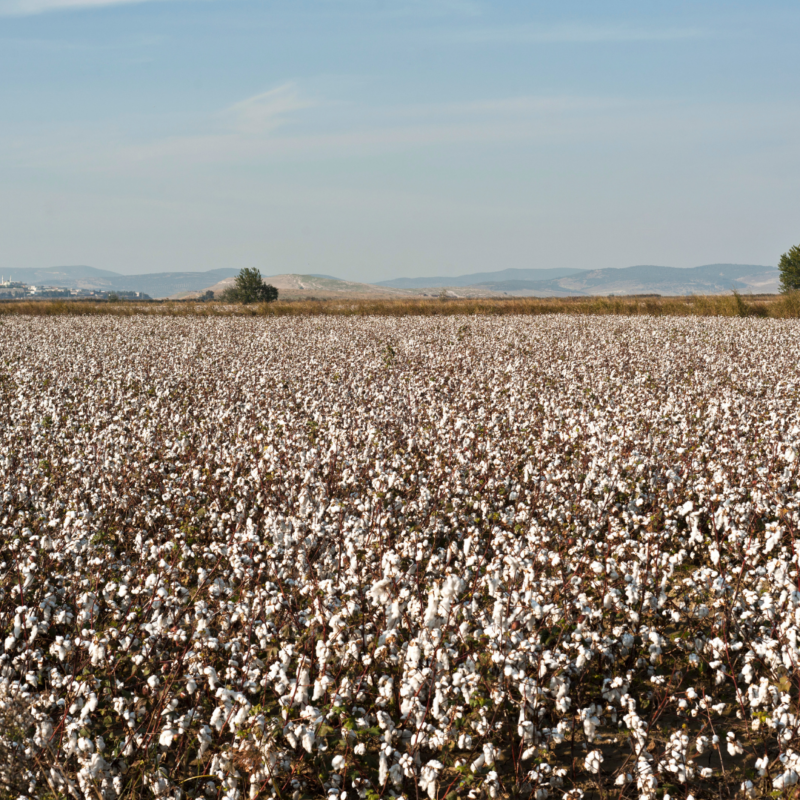 Tipos de tela de algodón: Las propiedades y beneficios - T A L Ú