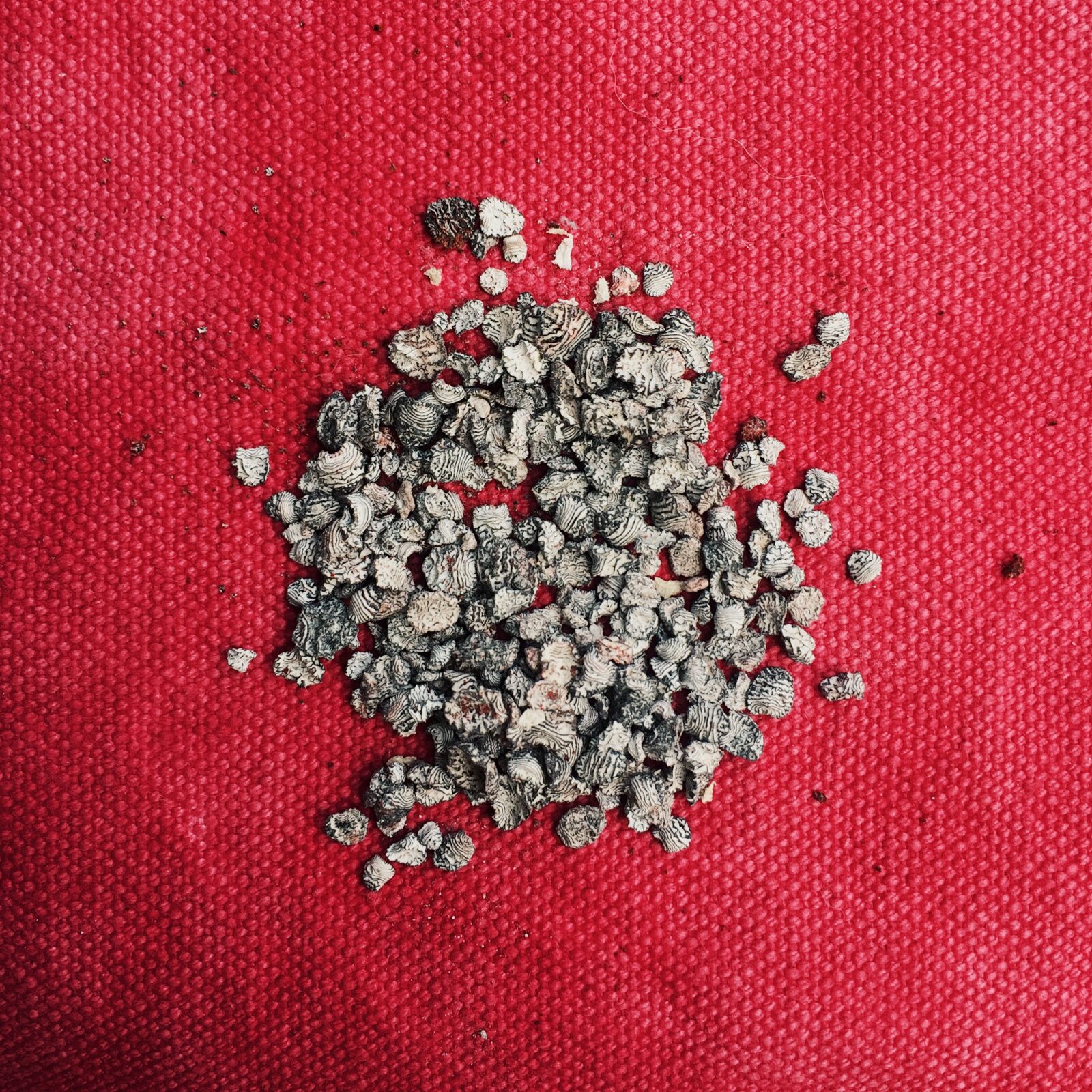 Dyeing with cochineal to make natural red dye - T A L Ú