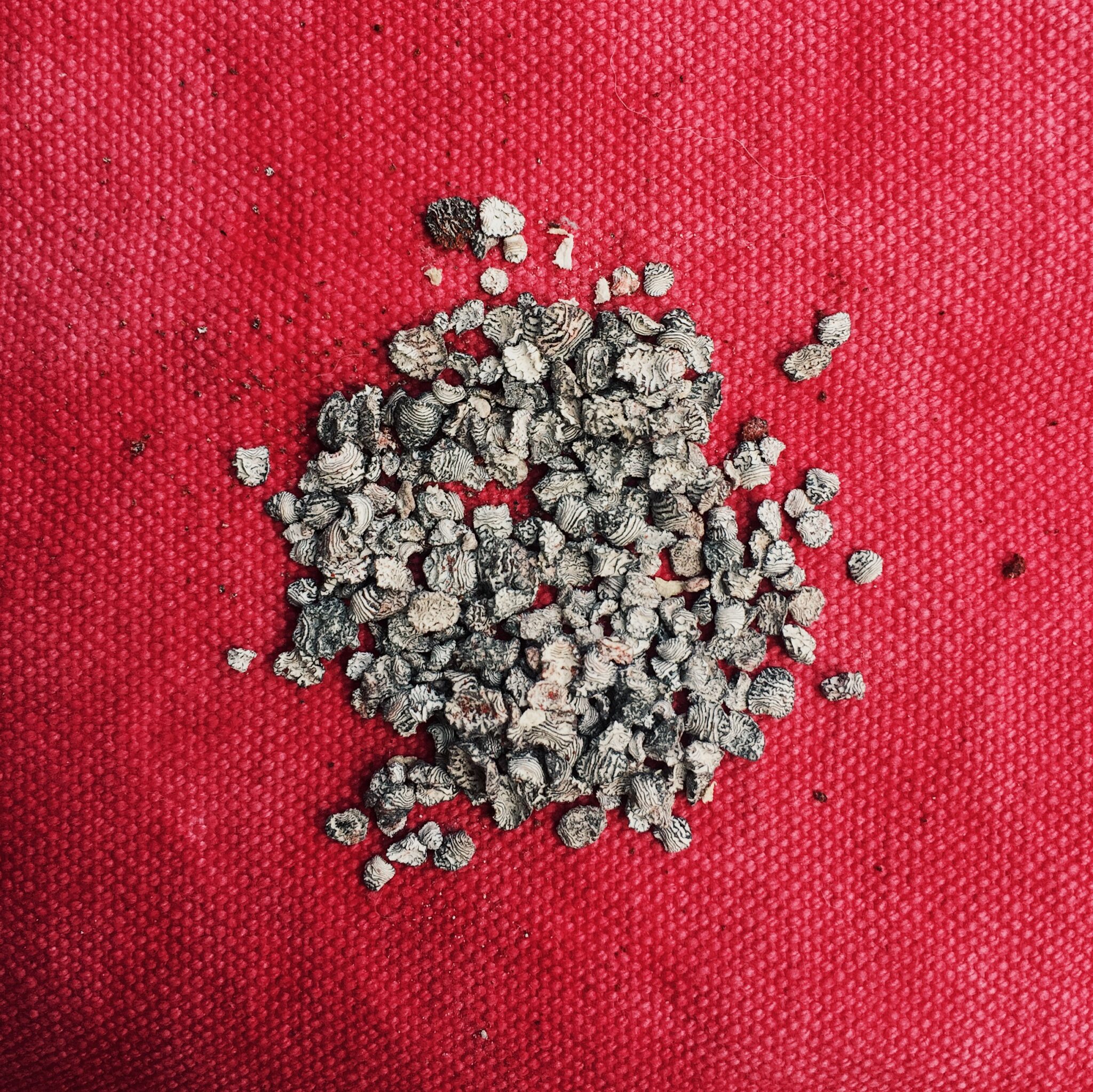 Cómo teñir con grana cochinilla - T A L Ú