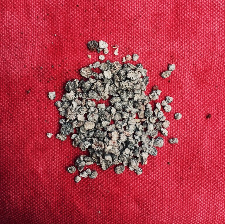 Cómo teñir con grana cochinilla - T A L Ú