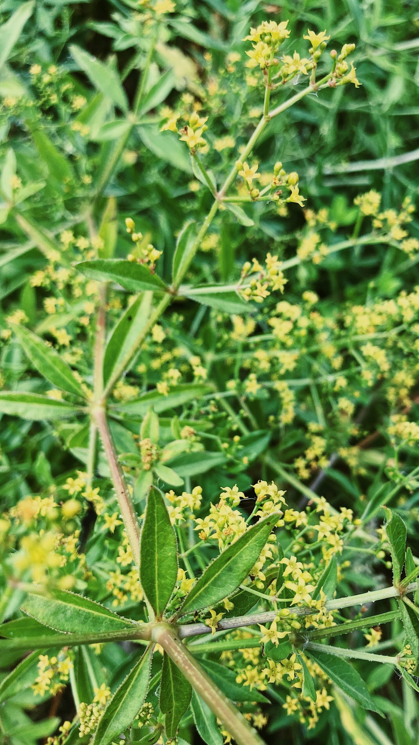 Cómo teñir con grana cochinilla - T A L Ú