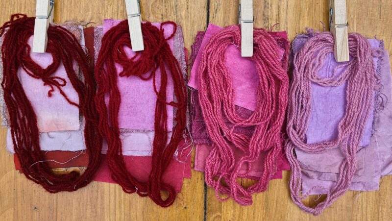 Dyeing with cochineal to make natural red dye - T A L Ú