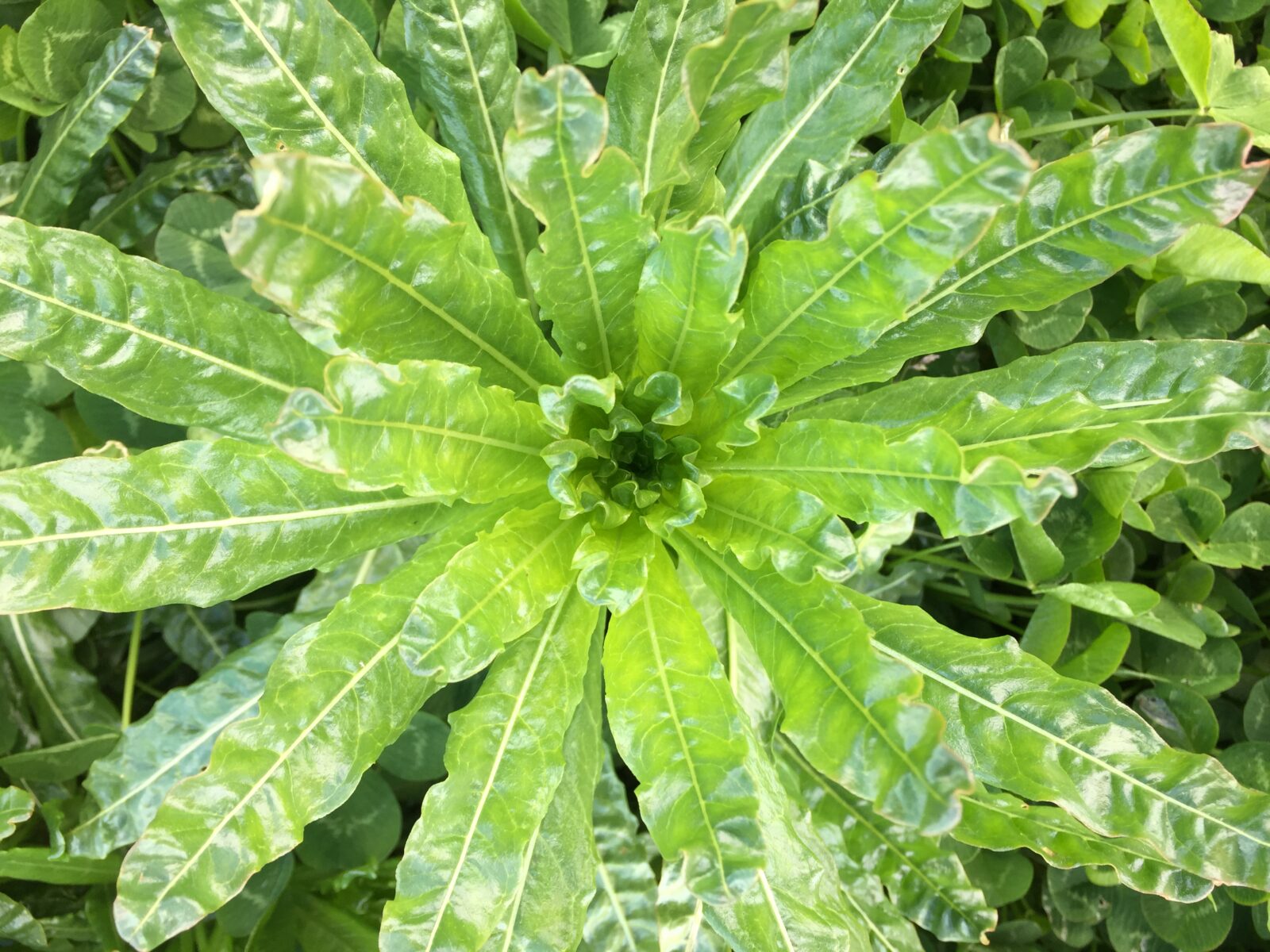 Your Guide to Dyeing with Weld plants - T A L Ú