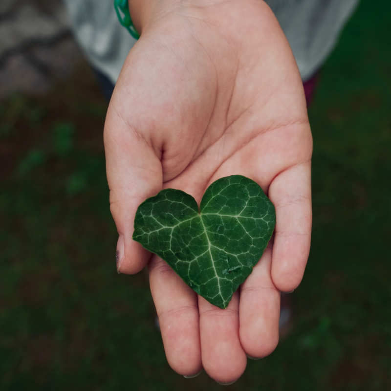 Understanding What Exactly are Mordants? - T A L Ú