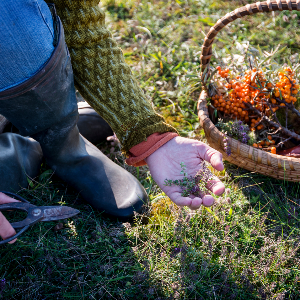 How to Start a Dye Garden: 5 Tips you Need to Get Started - T A L Ú