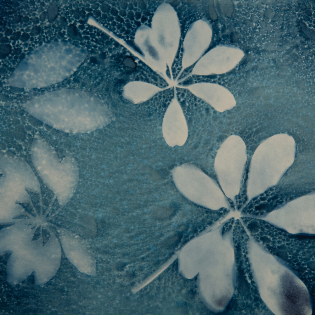 Learn How to do Sun Printing and Solar dyeing - T A L Ú