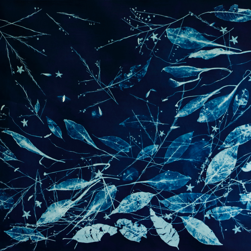 Learn How to do Sun Printing and Solar dyeing - T A L Ú