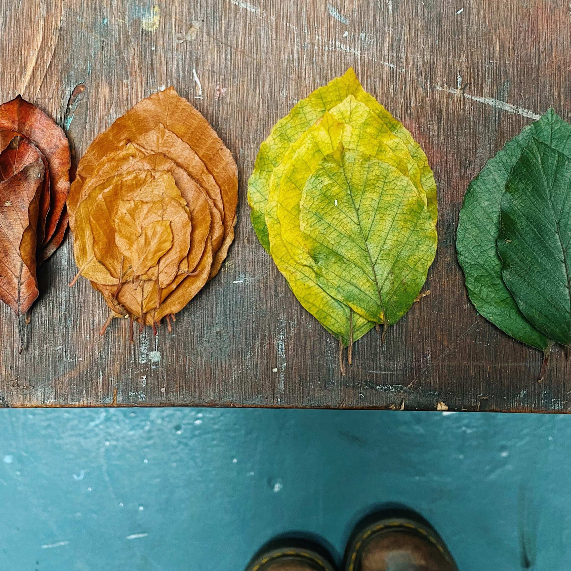 What colour does that plant make? - T A L Ú